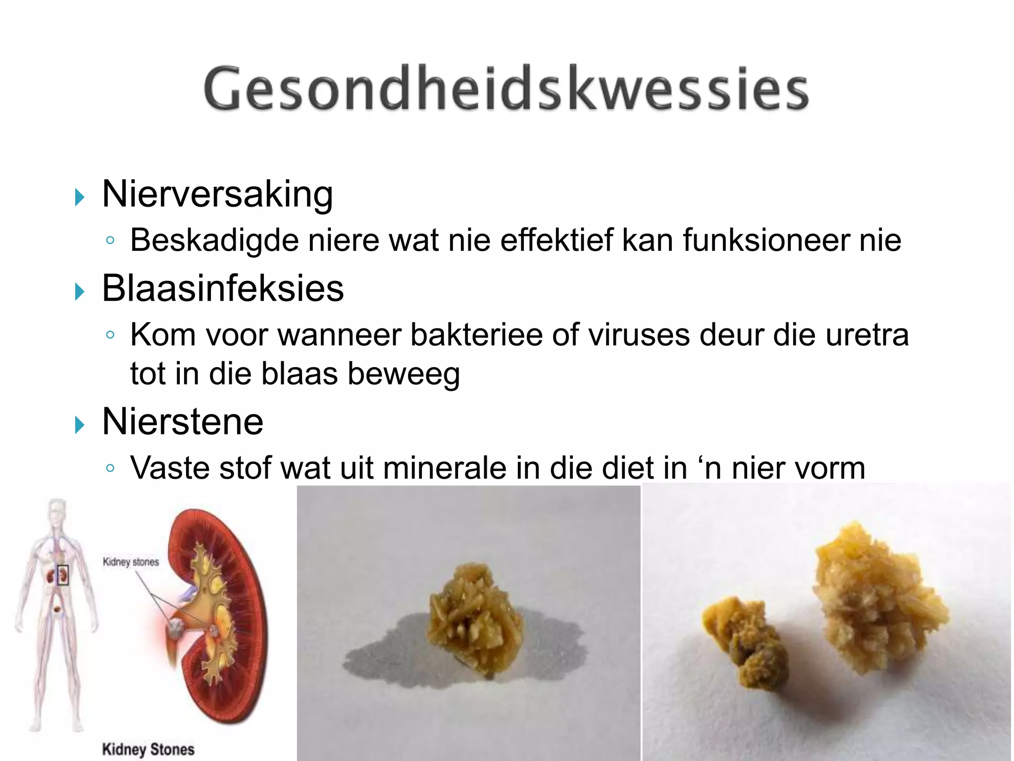 Uitskeidingstelsel | PPTX