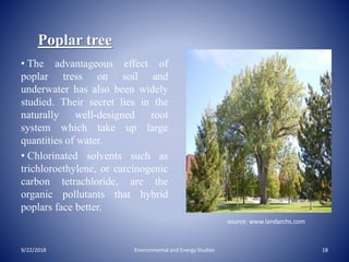 Phytoremediation | PPT