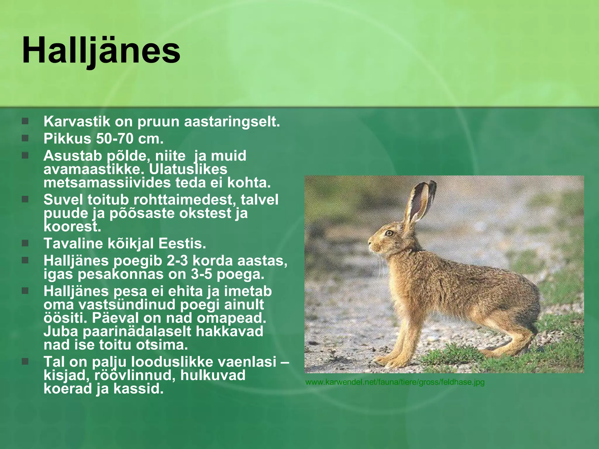 Eesti Imetajad | PPT