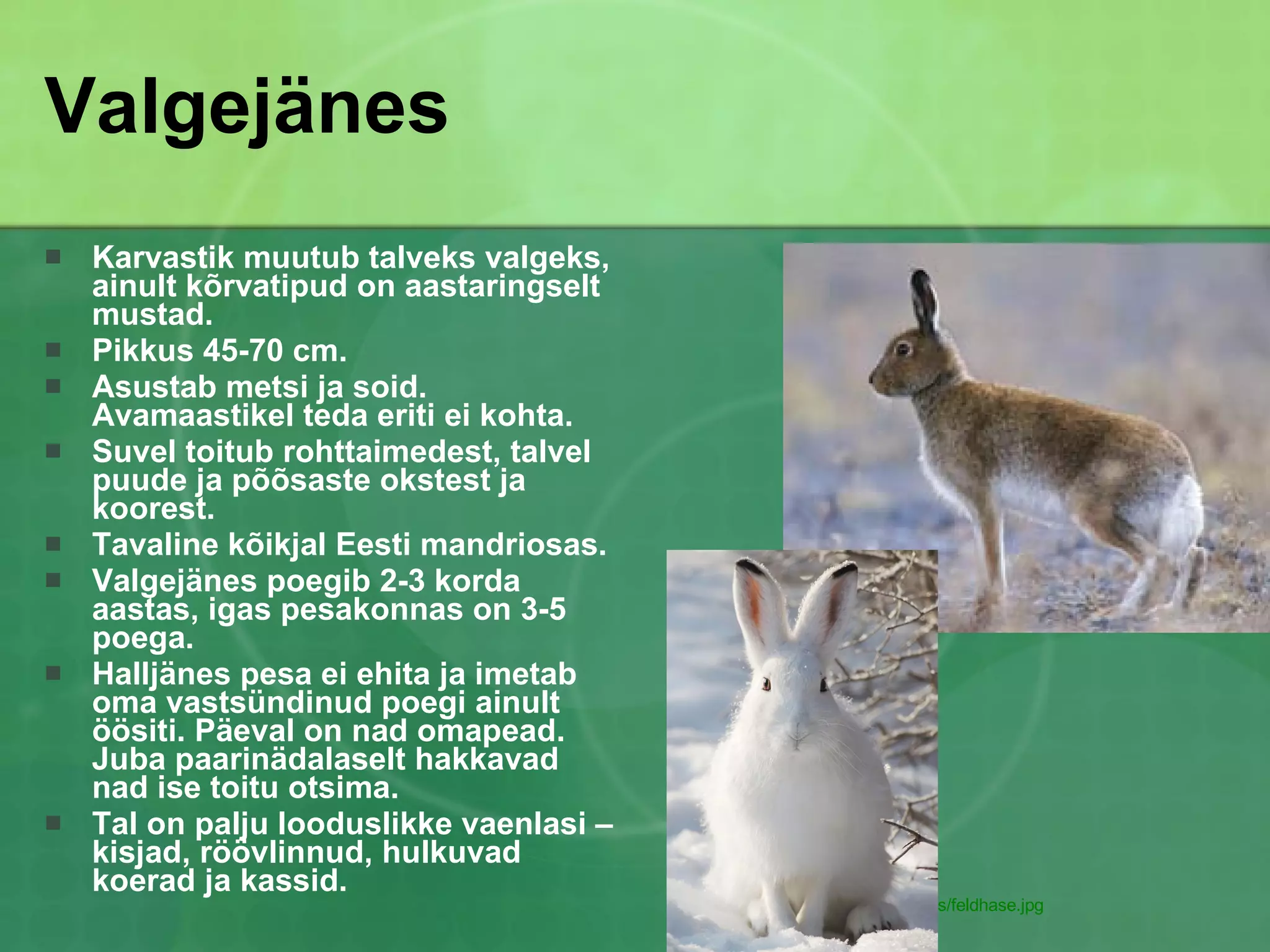 Eesti Imetajad | PPT