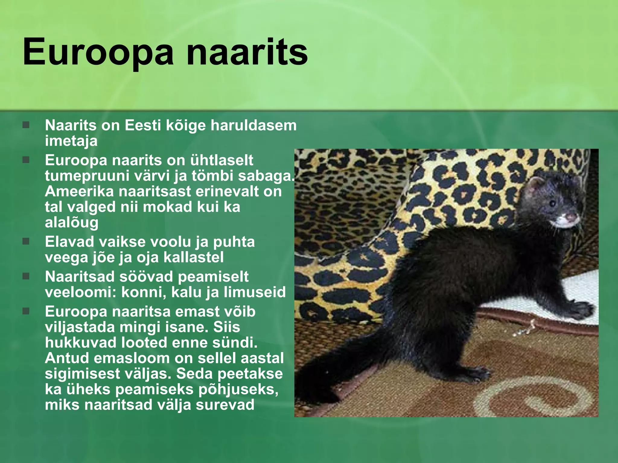 Eesti Imetajad | PPT