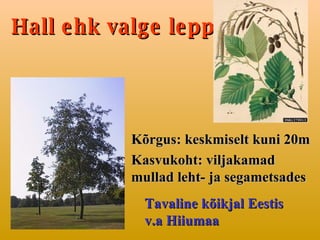 Eesti Puud Ja PõõSad | PPT