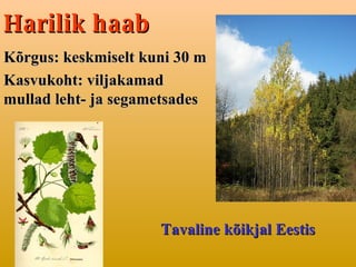 Eesti Puud Ja PõõSad | PPT