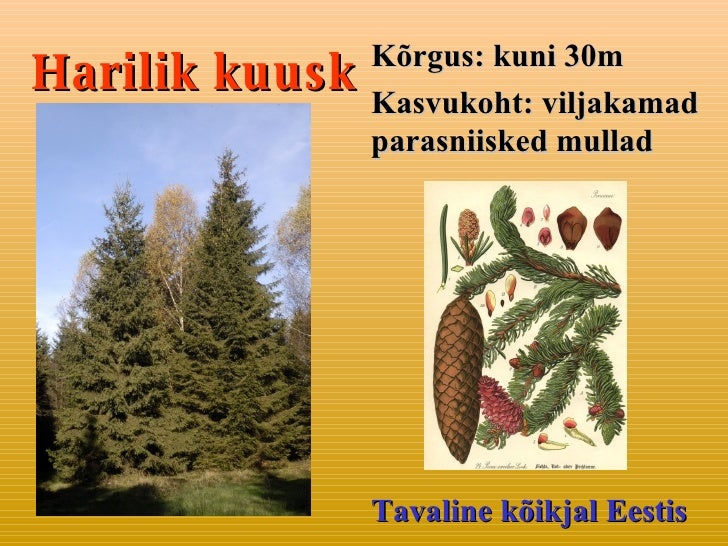 Eesti Puud Ja PõõSad