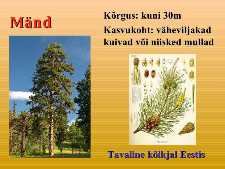 Eesti Puud Ja PõõSad