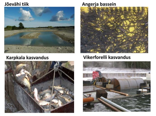 Eesti kalandus 2014 | PPT