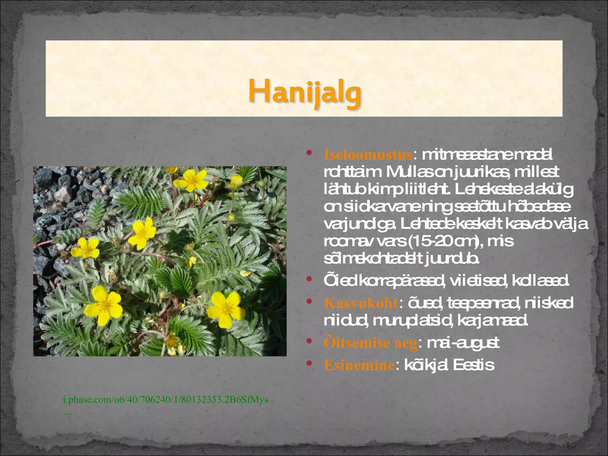 Eesti Levinumad Soontaimed | PPT