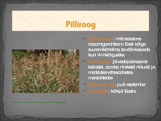 Eesti Levinumad Soontaimed | PPT