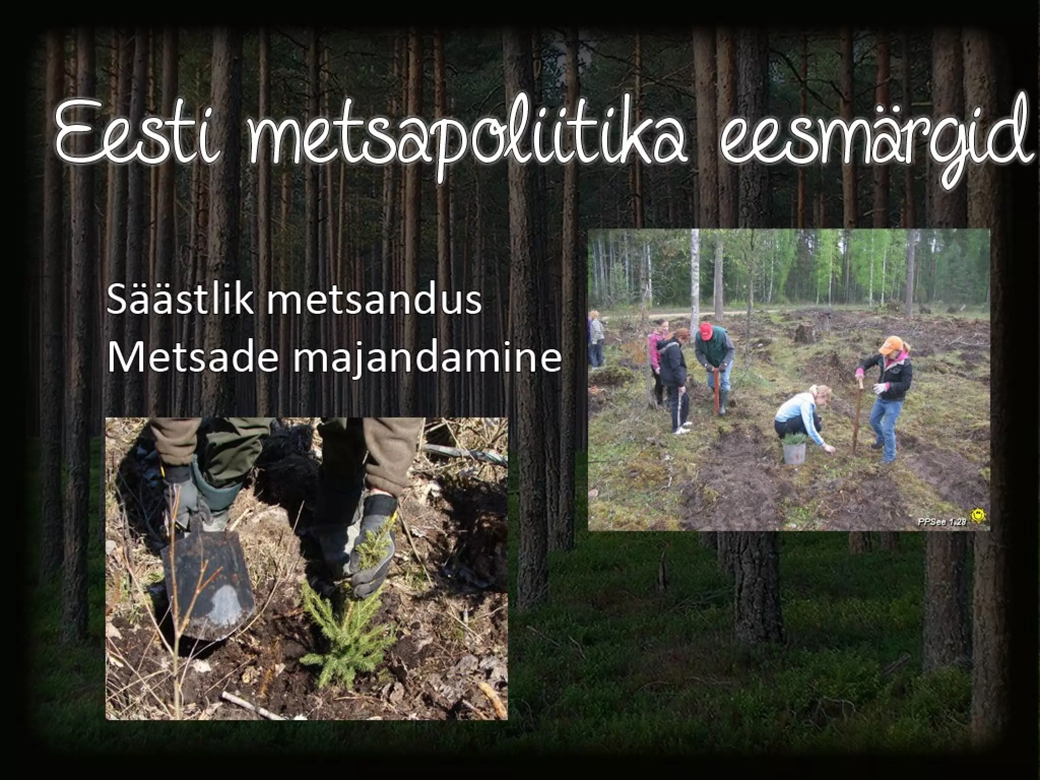 Eesti metsandus | PPT
