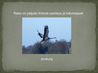 Eesti sood | PPT