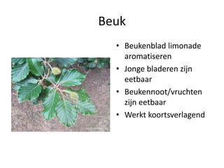 Eetbare wilde planten | PPT