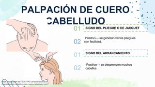 EEXPOSICIÓN CABEZA Y ORGANOS DE LOS SENTIDOS (OJO9 (4) (1).pptx