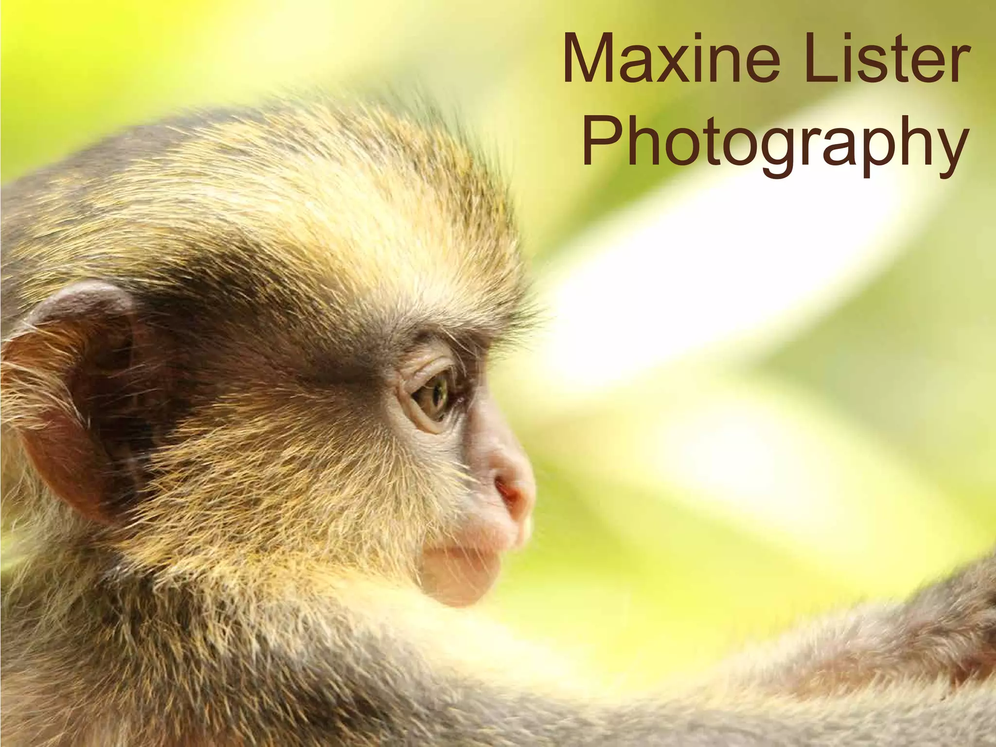 Max Photography Portfolio_low res | PDF