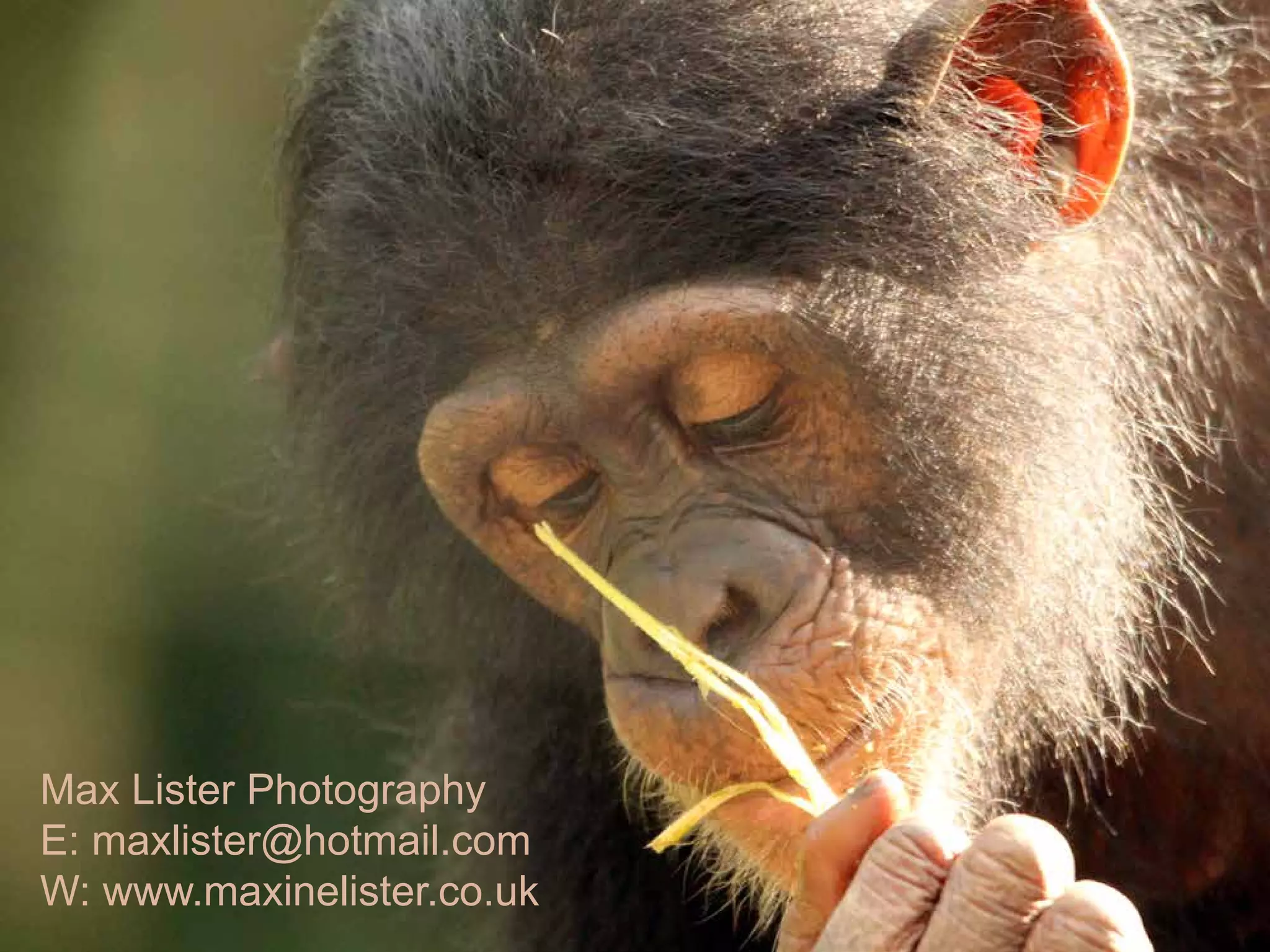 Max Photography Portfolio_low res | PDF