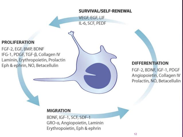 Role of Brain Derived Neurotrophic Factor (BDNF) in NEURODEVELOPMENT | PPT