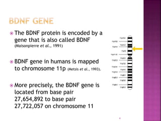 Role of Brain Derived Neurotrophic Factor (BDNF) in NEURODEVELOPMENT | PPTX