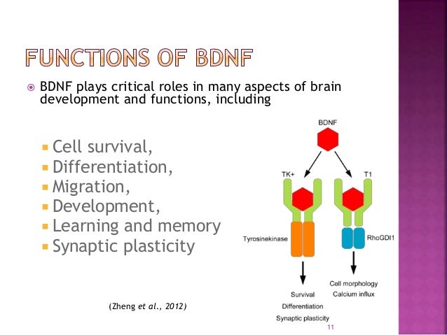 Role of Brain Derived Neurotrophic Factor (BDNF) in NEURODEVELOPMENT