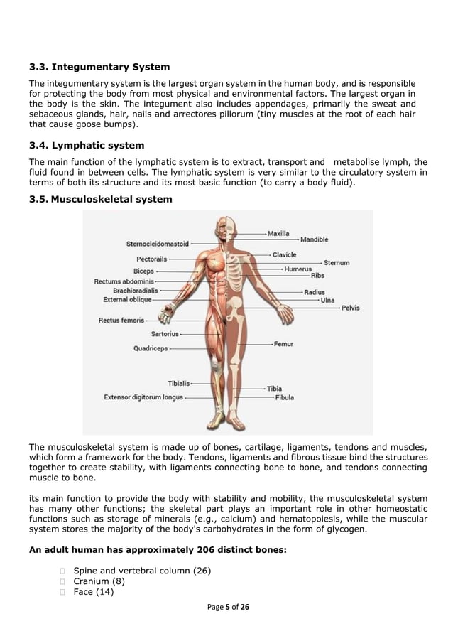 Elementary First Aid(EFA) | PDF