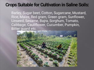 Salt affected soil | PDF