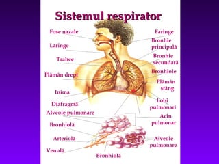 Efectelepolu riiasuprasistemuluirespirator | PPT