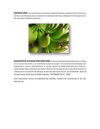 Efecto fisiologico de la practica del desflore y el guantelete en el ...