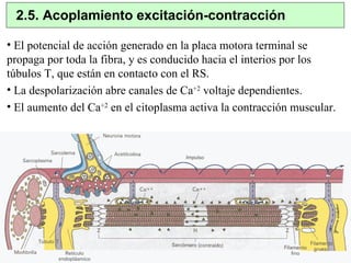 Efectores. excitación y contracción del músculo esquelético, liso y ...
