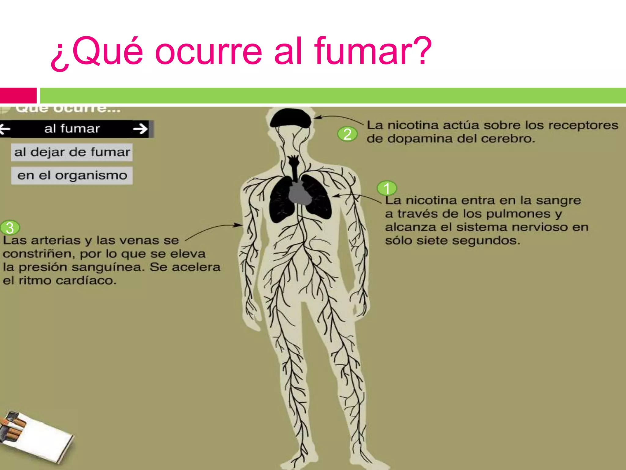 Efectos de fumar en el sistema respiratorio | PPTX | Illegal Drugs ...