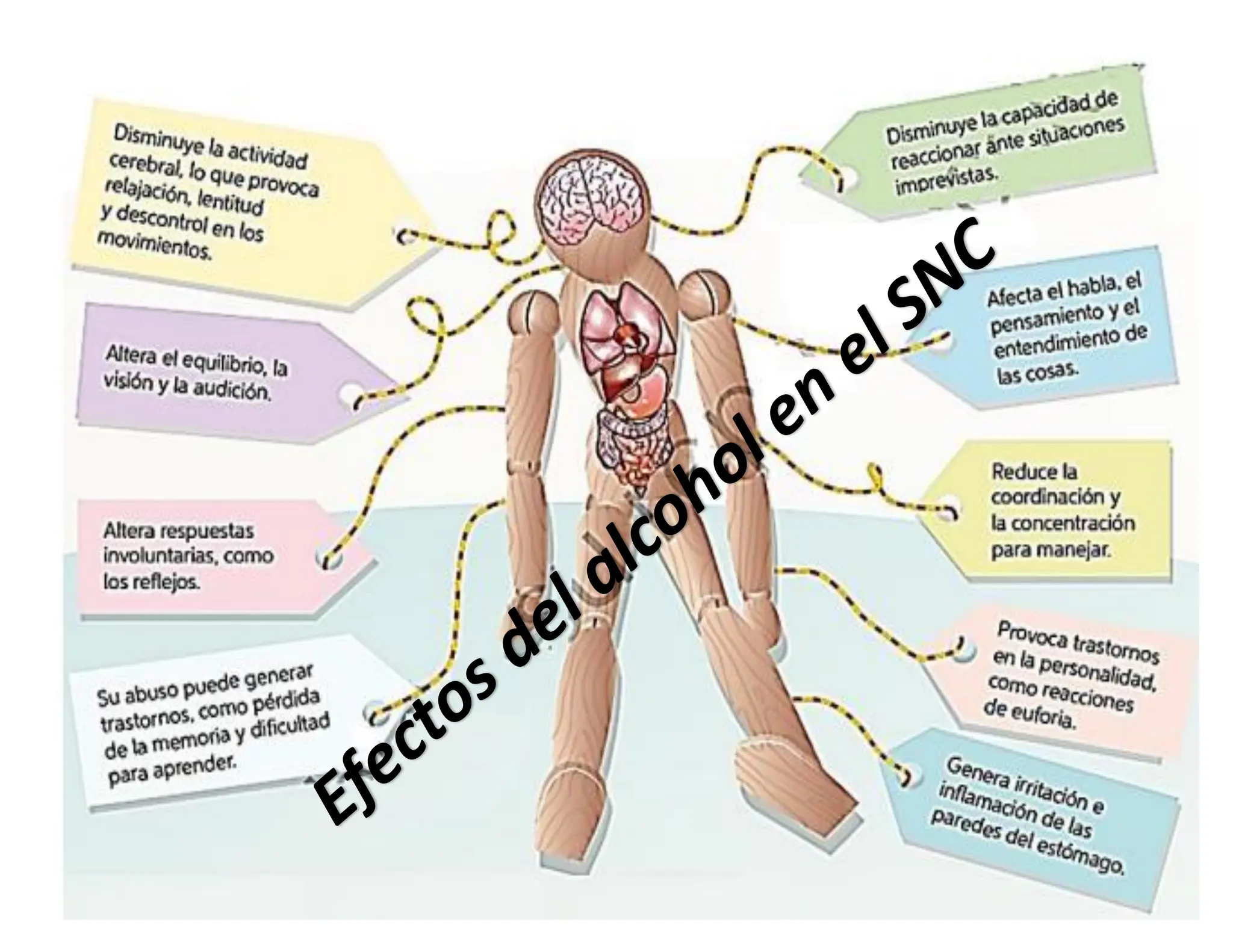 EFECTOS DEL ALCOHOL EN EL SISTEMA NERVIOSO CENTAL.pdf