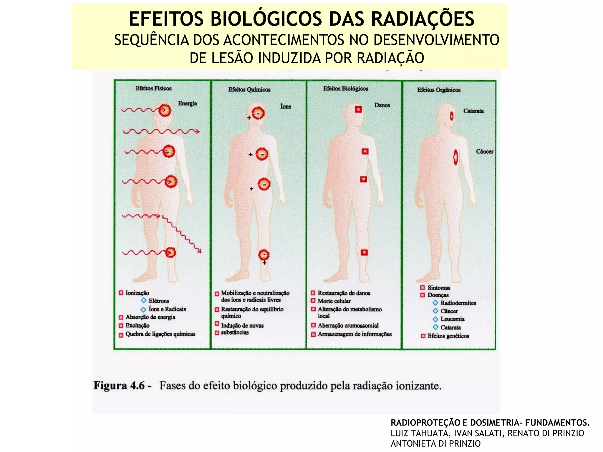 Efeitos biológicos das radiações (1) | PDF