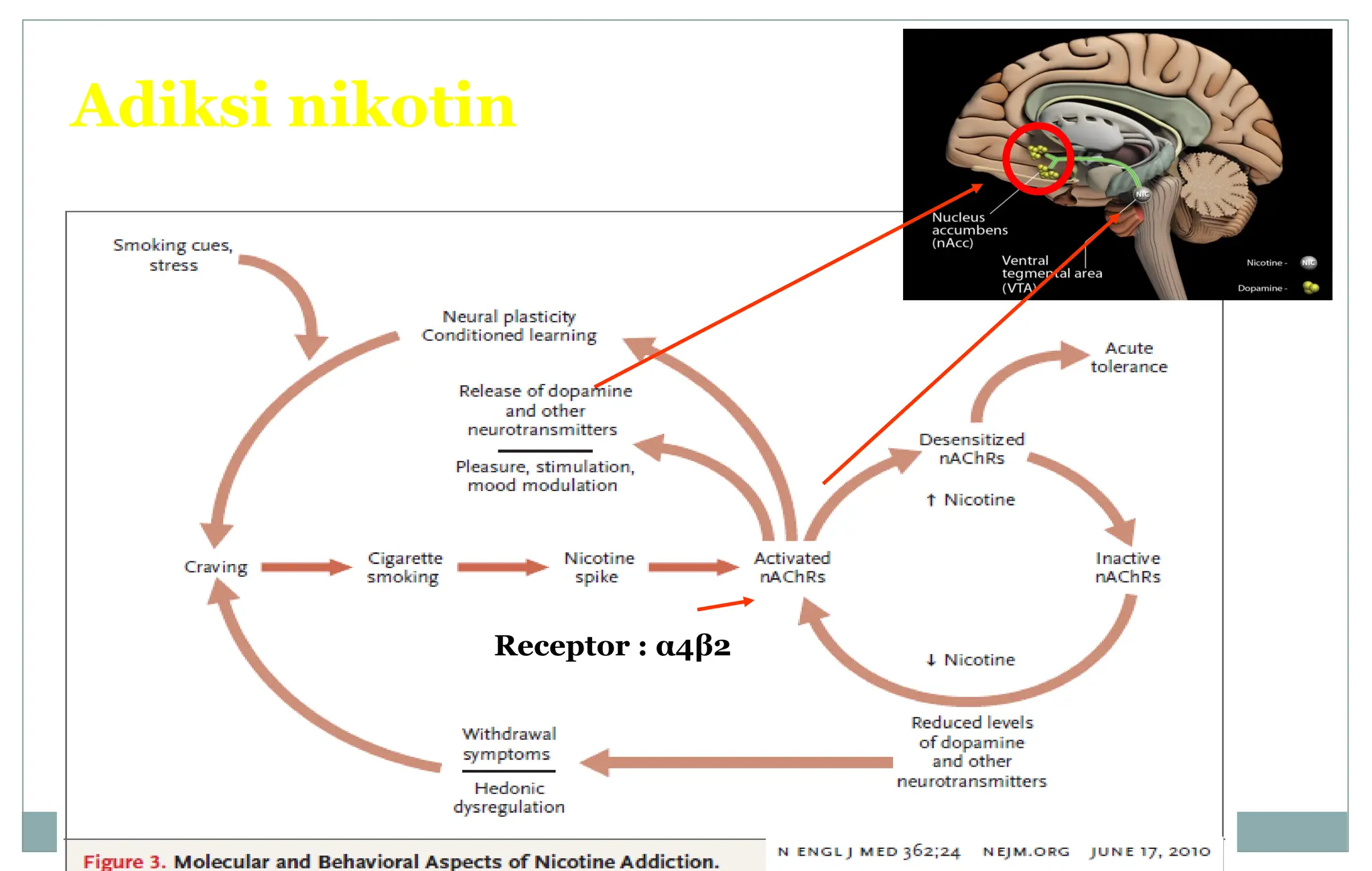Efek rokok terhadap kesehatan. bahaya... | PPT
