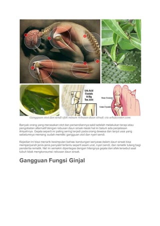 Efek samping minum rebusan daun sirsak | DOCX