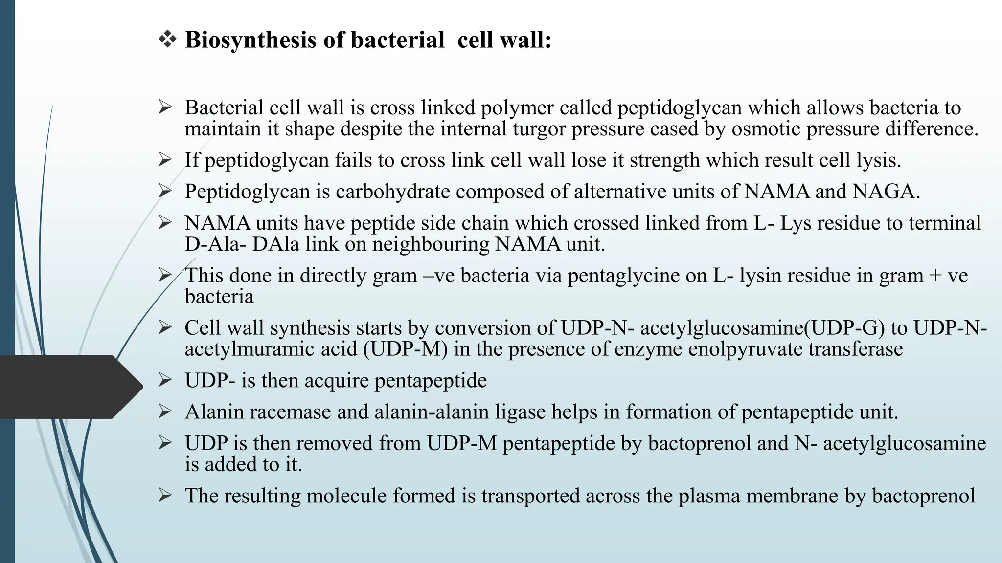 _beta-lactam antibiotics M pharmacy Pharmacology | PPTX