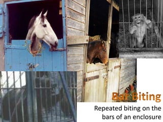 Against the captivity of animals in zoos | PPTX