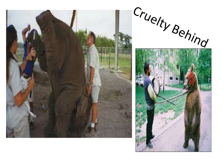 Against the captivity of animals in zoos