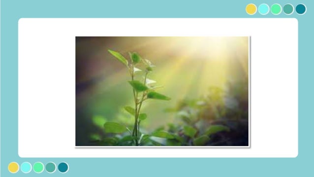 effect-of-the-sun.pptx.................... | PPTX | Environment | Science