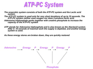 Effect Of Training On The Anaerobic Energy System Amy T | PPT