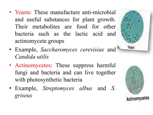 Effective microorganisms | PPTX