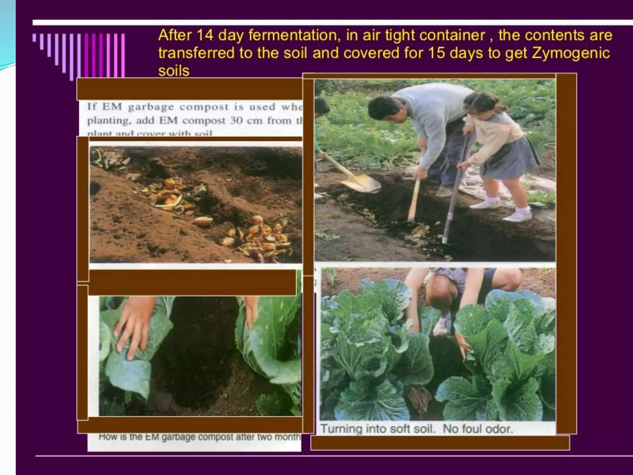 Effective microorganism technology by allah dad khan | PPTX | Gardening ...