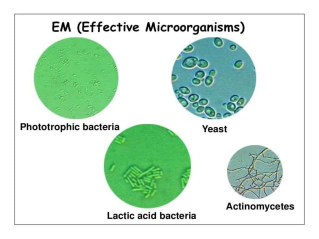 Effective microorganism technology by allah dad khan | PPTX | Gardening ...