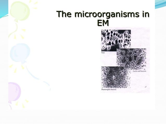 Effective microorganism technology by allah dad khan | PPTX | Gardening ...