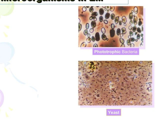 Effective microorganism technology by allah dad khan | PPTX | Gardening ...