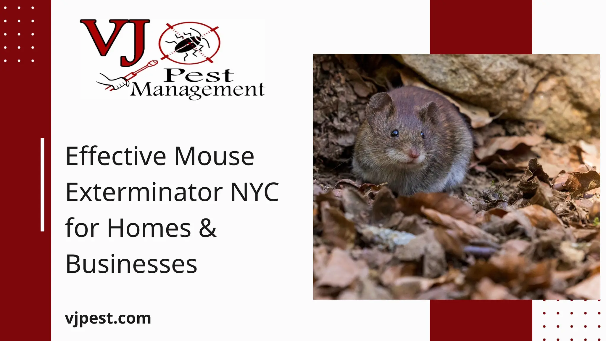 Effective Mouse Exterminator NYC for Homes & Businesses | PPT