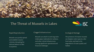 Effective Mussel Control in Lakes Solutions by Invasive Species ...