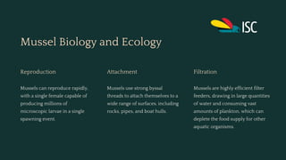 Effective Mussel Control in Lakes Solutions by Invasive Species ...