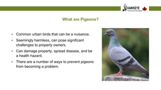Effective Strategies to Manage Pigeon Infestations and Property Damage ...