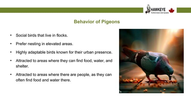 Effective Strategies to Manage Pigeon Infestations and Property Damage.pptx
