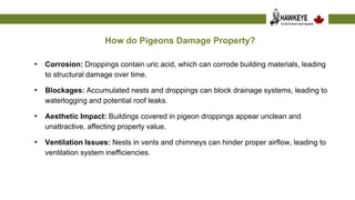 Effective Strategies to Manage Pigeon Infestations and Property Damage.pptx