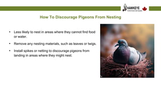 Effective Strategies to Manage Pigeon Infestations and Property Damage.pptx