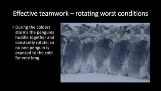 Effective teamwork | PPTX | Polar Travel | Travel Locations