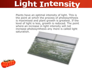 Effect light in greenhouse.pptx